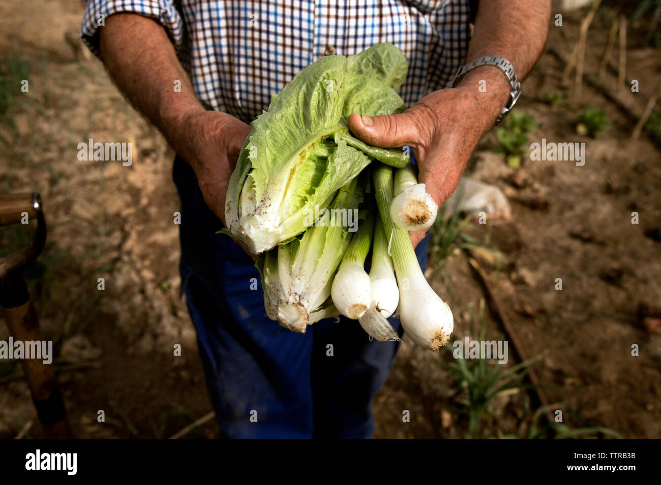 Old man eating onions hi-res stock photography and images - Alamy