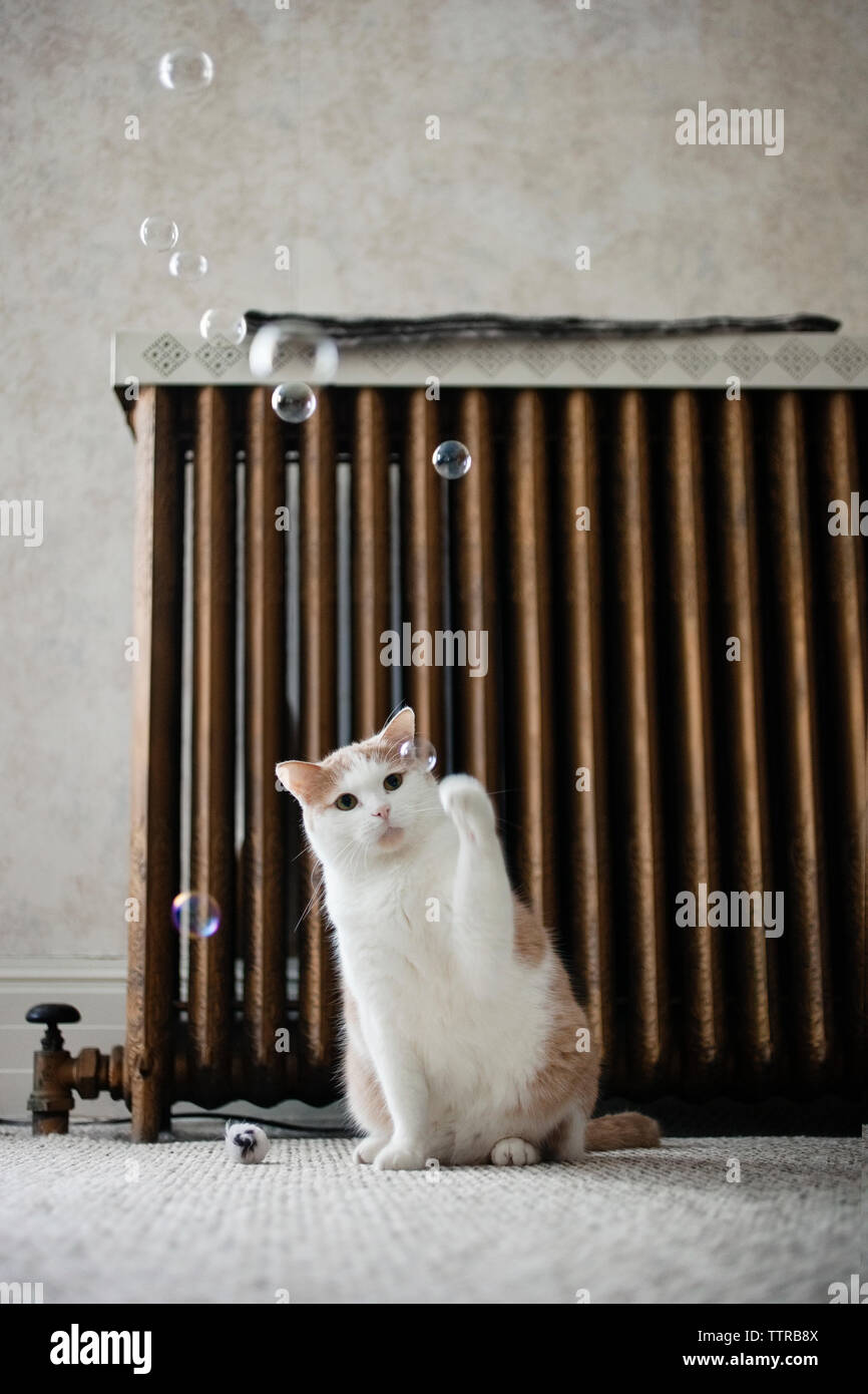 Bubbles cat hi-res stock photography and images - Alamy