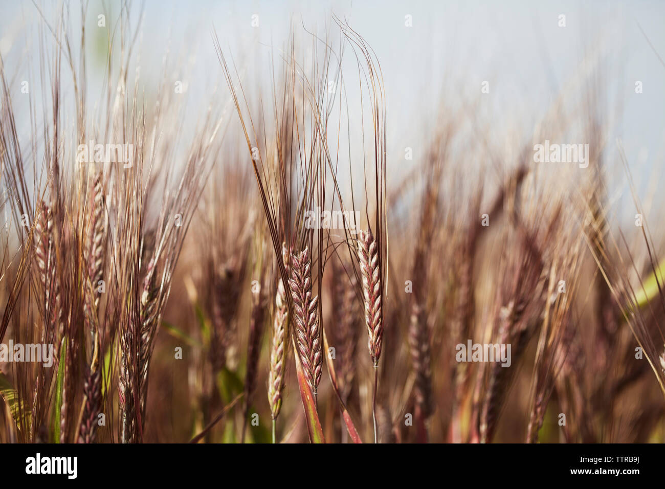Cultivated wheat crops hi-res stock photography and images - Alamy