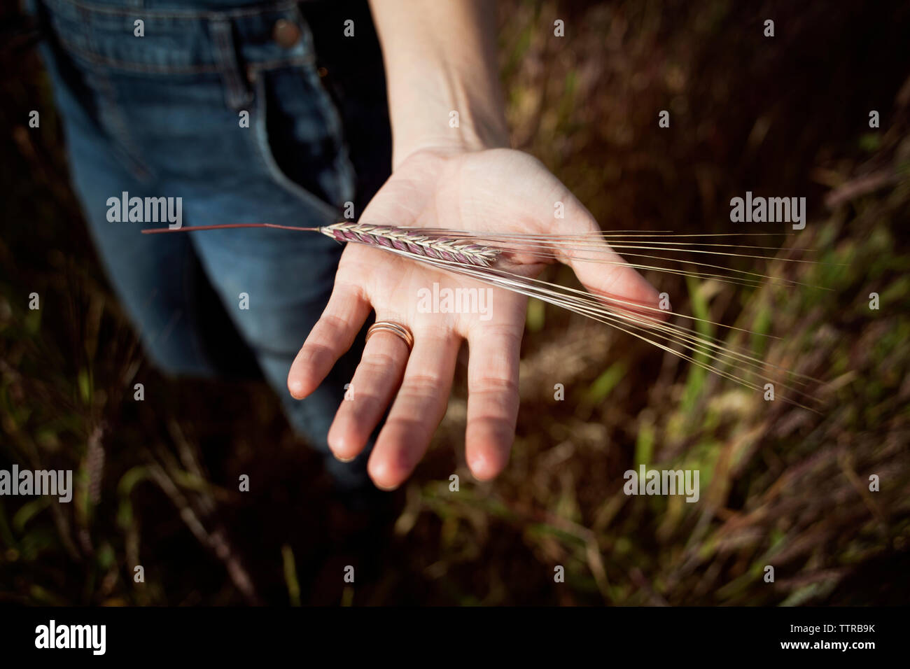 Wheat plant hi-res stock photography and images - Alamy
