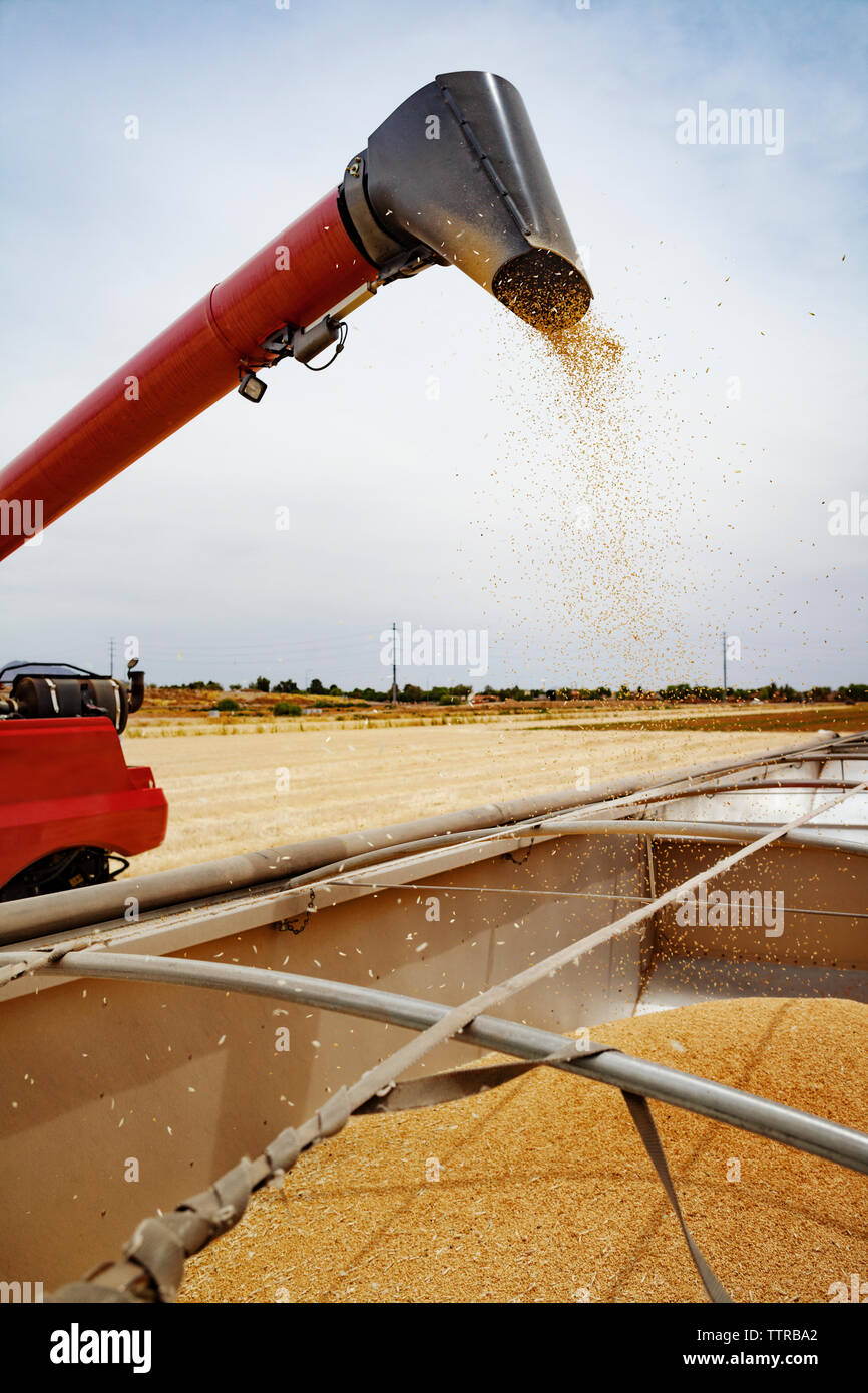 Combine harvester unloading wheat into wagon on field Stock Photo - Alamy