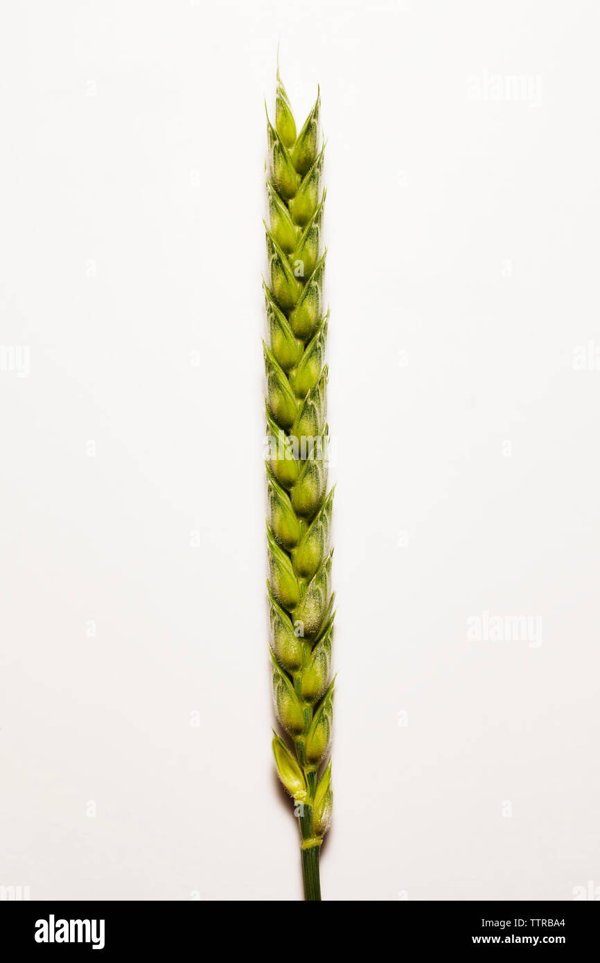Ear of wheat cut out hi-res stock photography and images - Alamy
