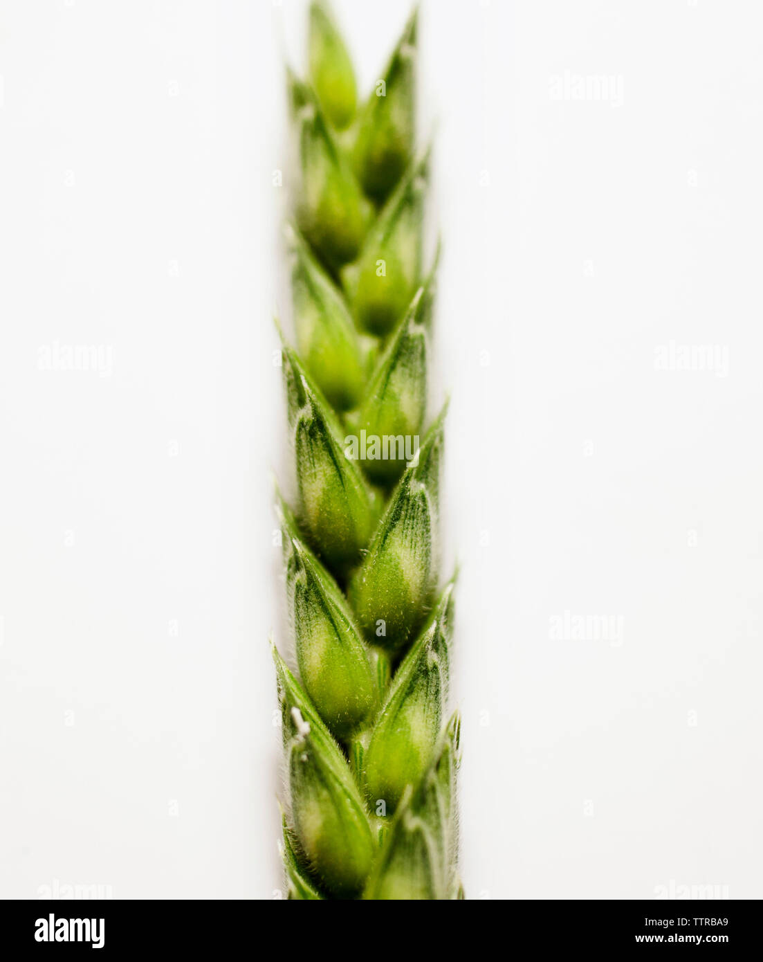 Ear single wheat hi-res stock photography and images - Alamy