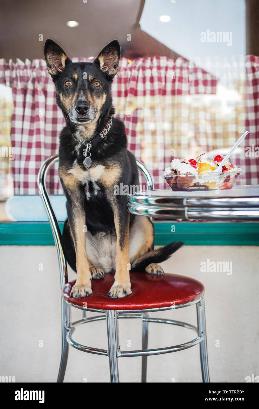 Portrait of dog sitting on chair at sidewalk cafe Stock Photo - Alamy
