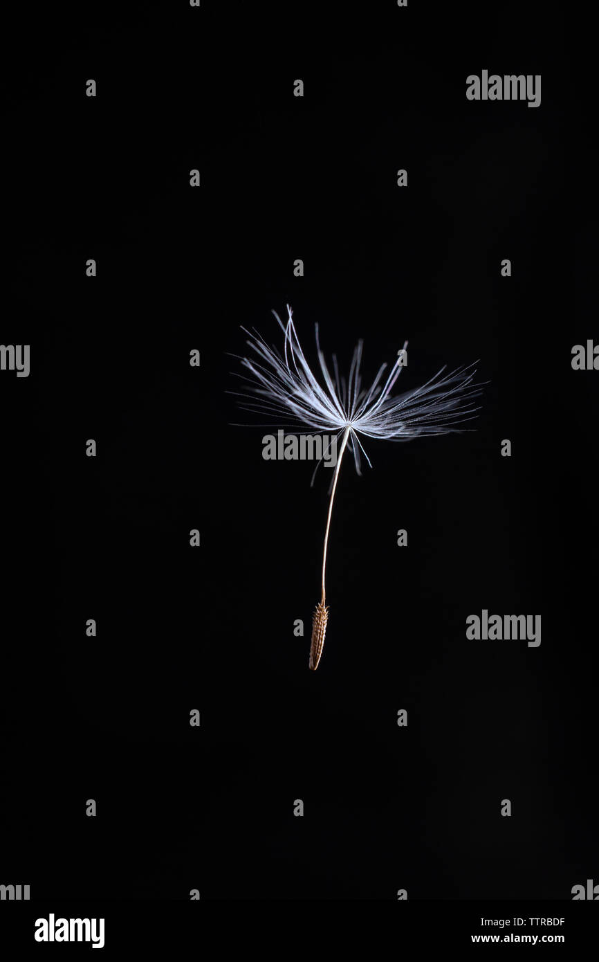 Dandelion seed in mid-air against black background Stock Photo - Alamy