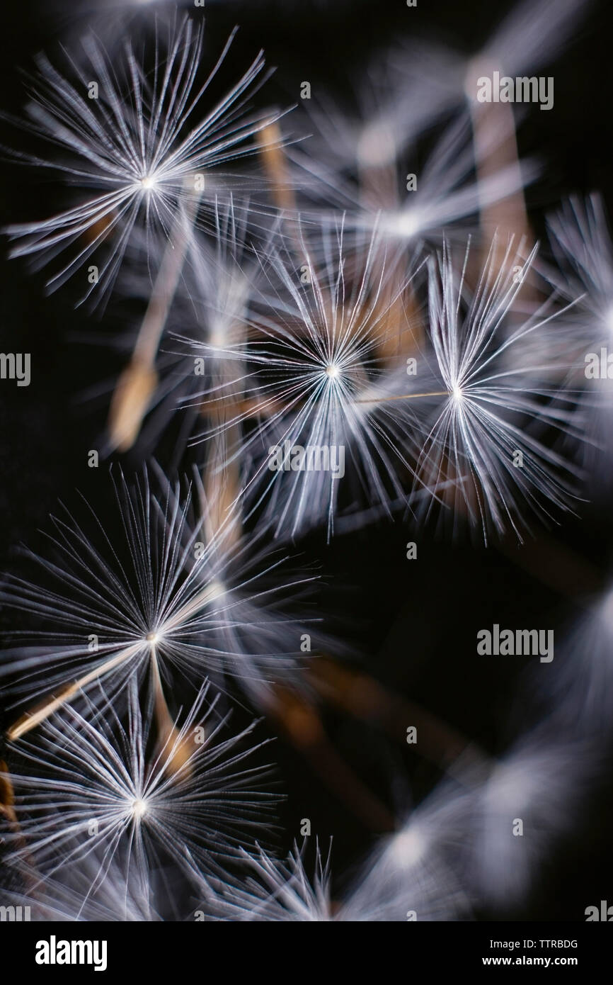 Dandelion seeds in mid-air against black background Stock Photo - Alamy