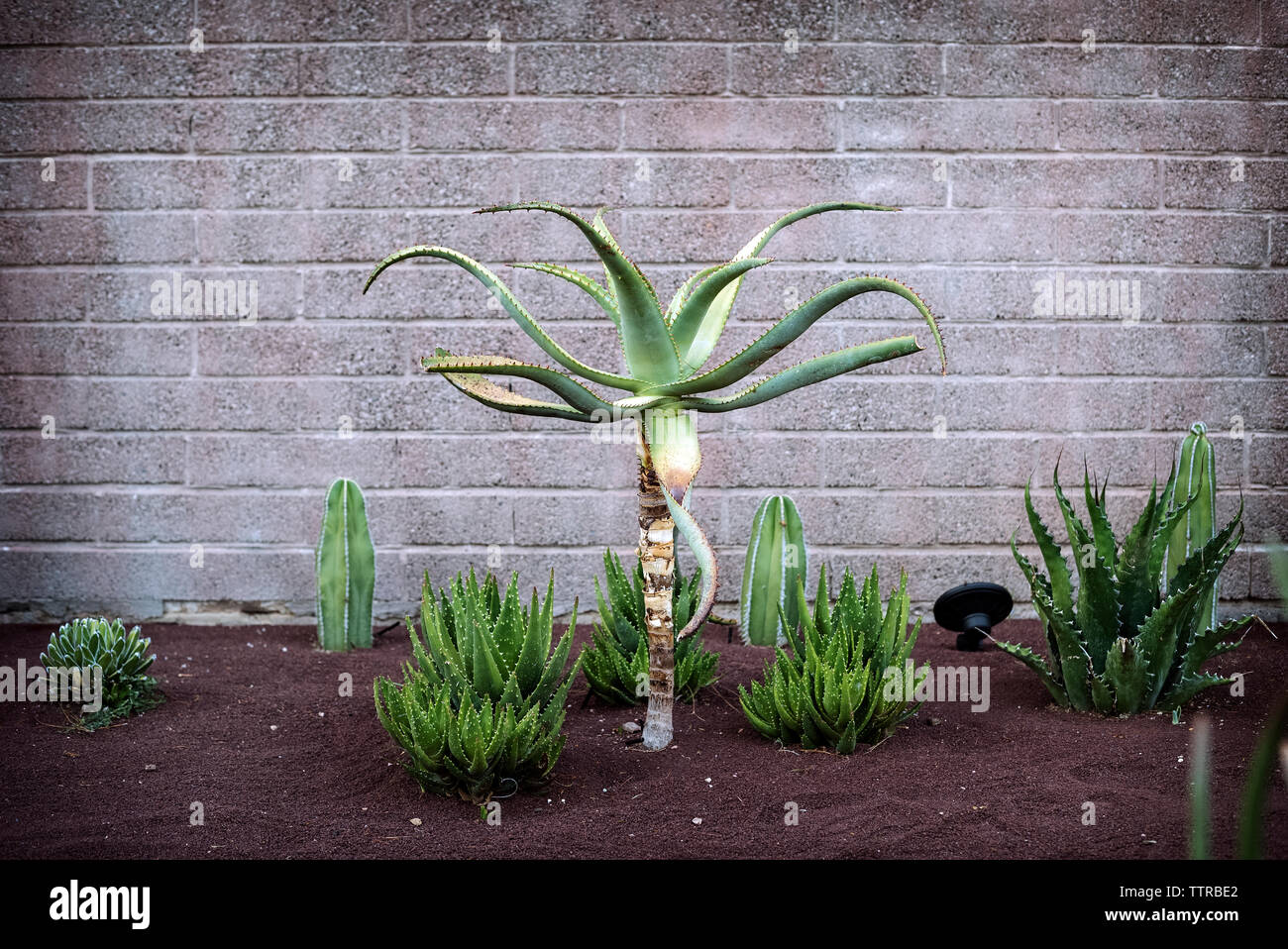Cactus with soil hi-res stock photography and images - Alamy