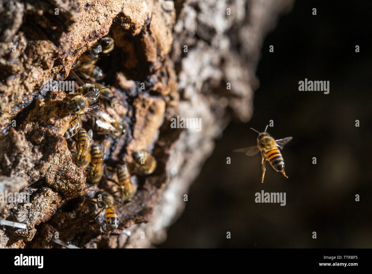 Bees flying hi-res stock photography and images - Alamy