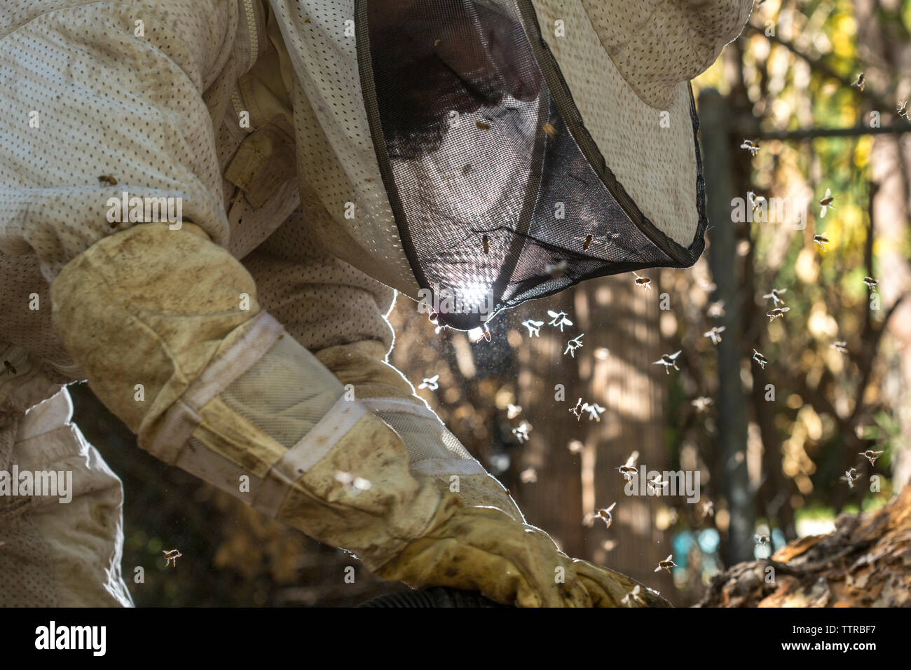 Adult worker honey bees hi-res stock photography and images - Alamy
