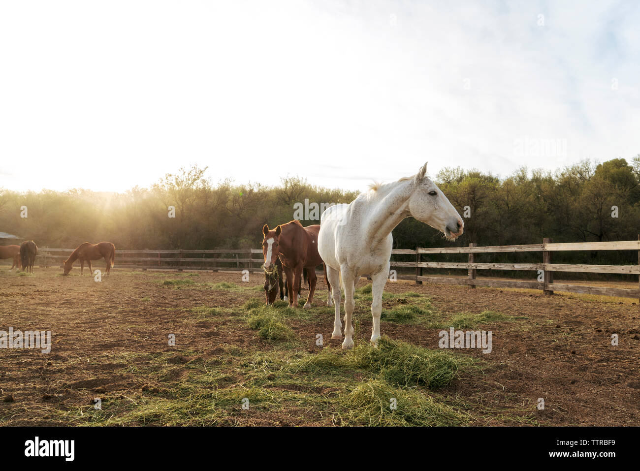 Field stable hi-res stock photography and images - Alamy