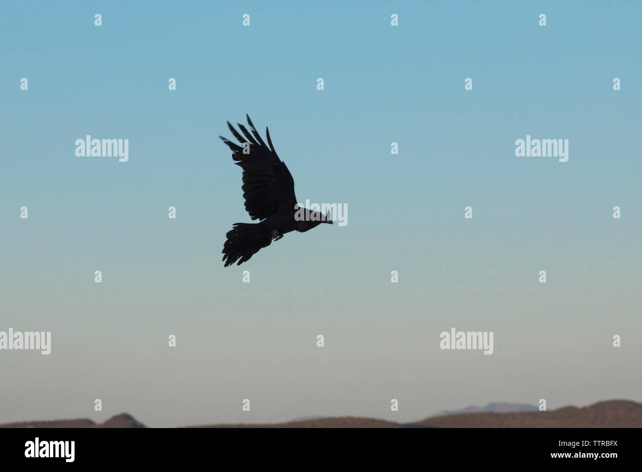 Raven flying hi-res stock photography and images - Alamy