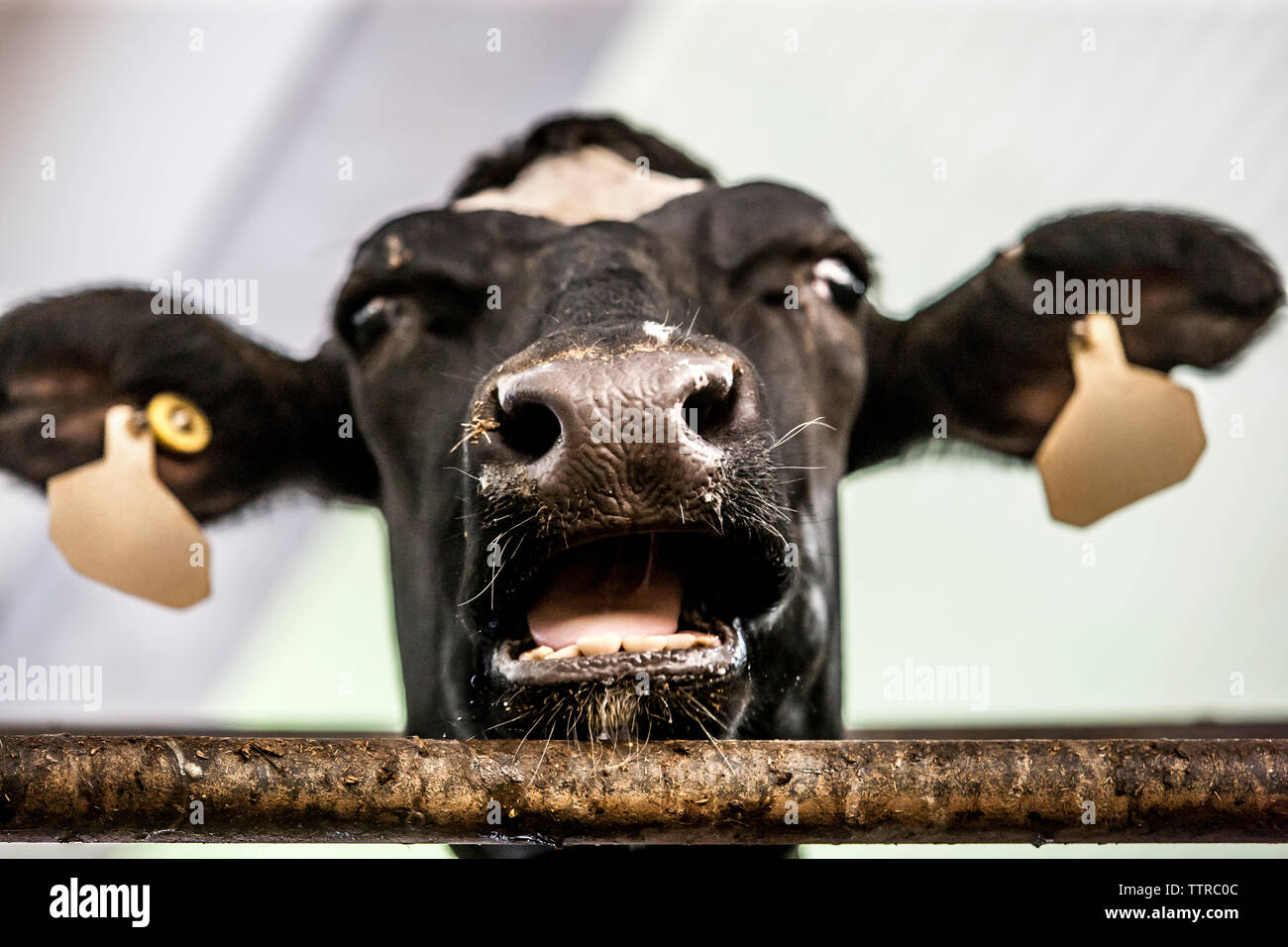 Low angle close-up of cow in dairy farm Stock Photo - Alamy