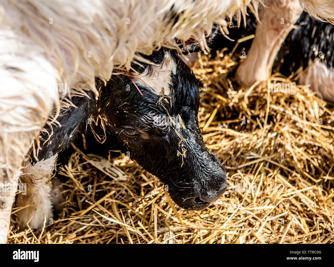 Wet Cow High Resolution Stock Photography and Images - Alamy