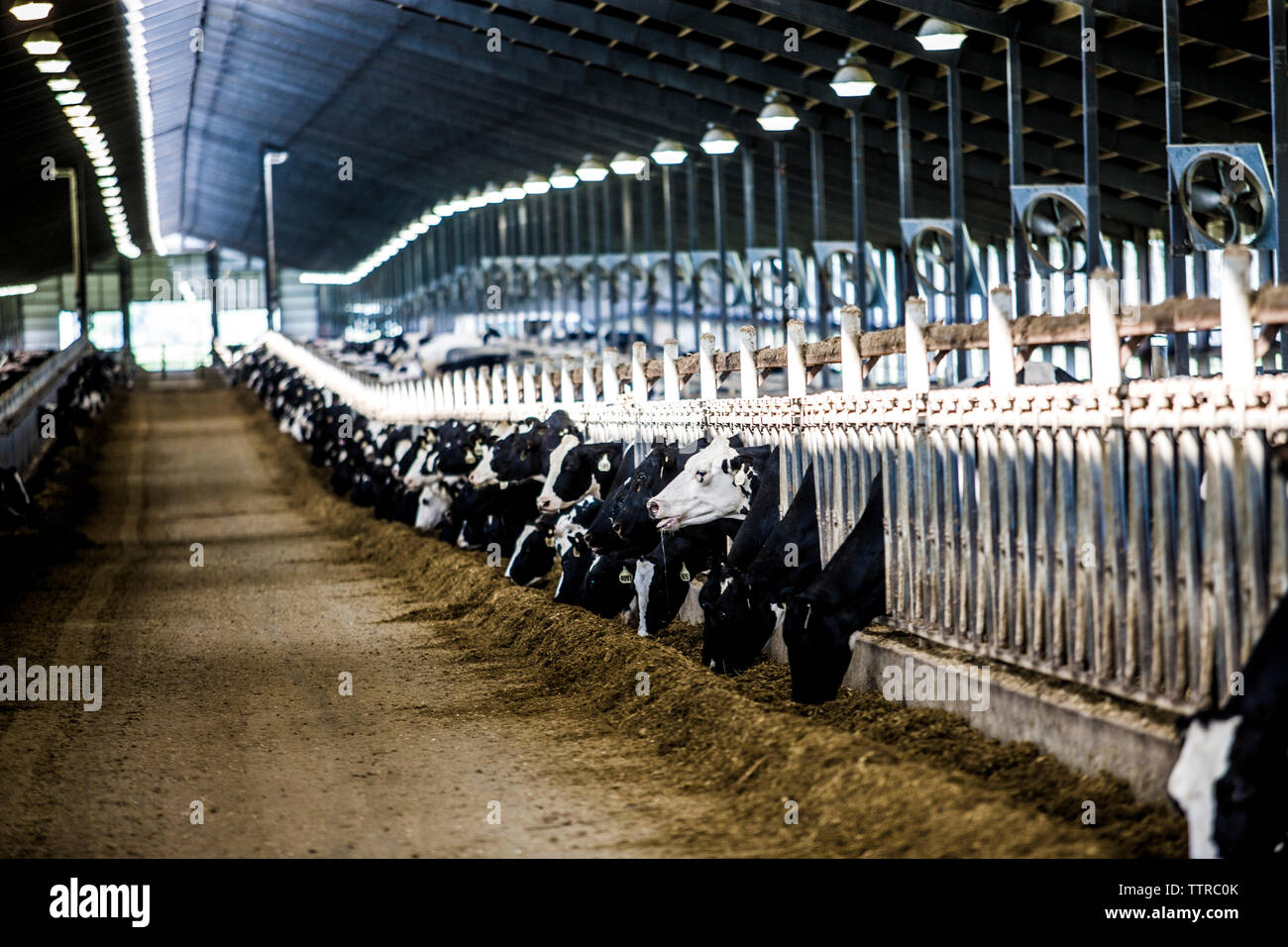 Holstein cows in barn livestock hi-res stock photography and images - Alamy