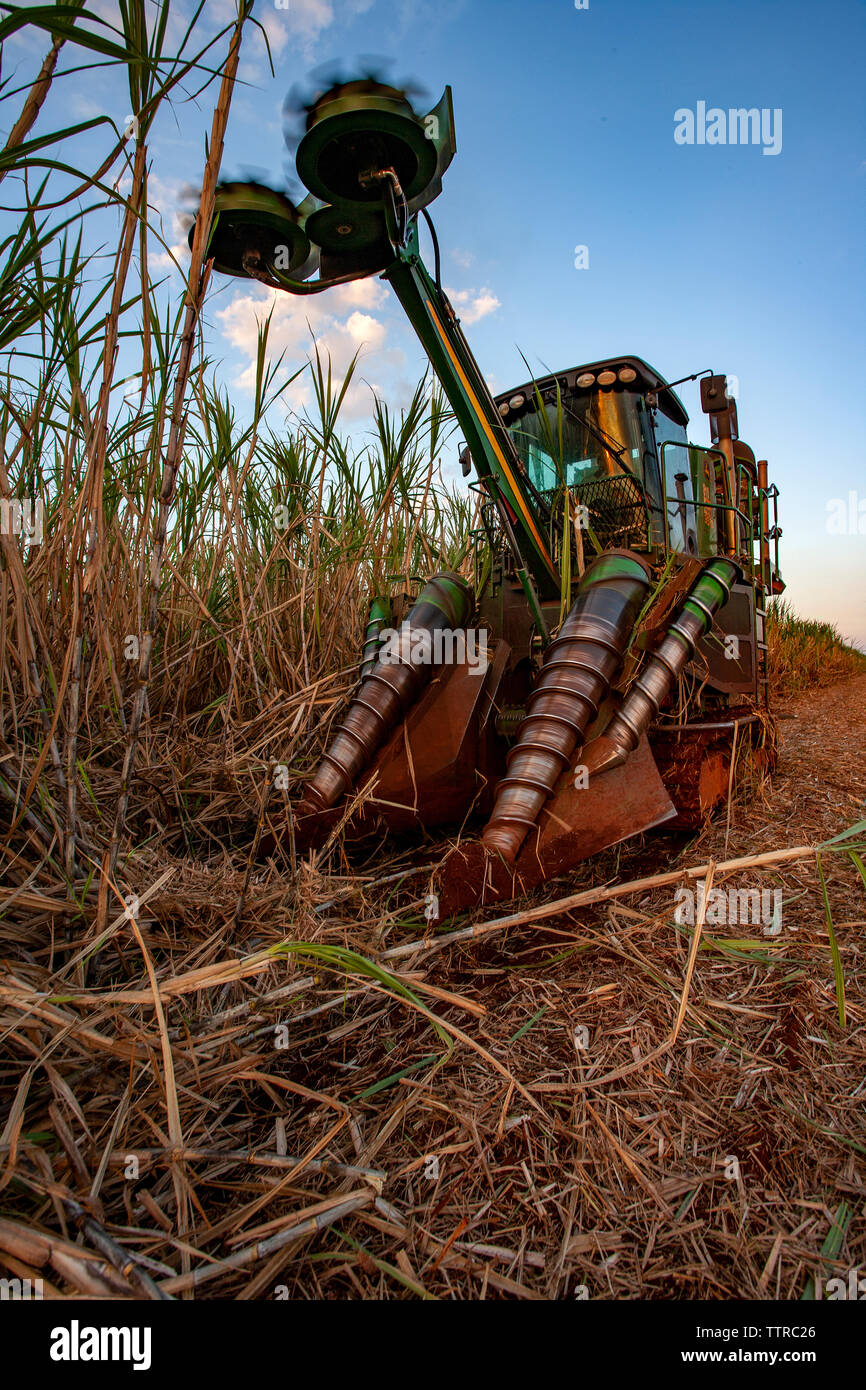 Sugarcane farm hi-res stock photography and images - Alamy