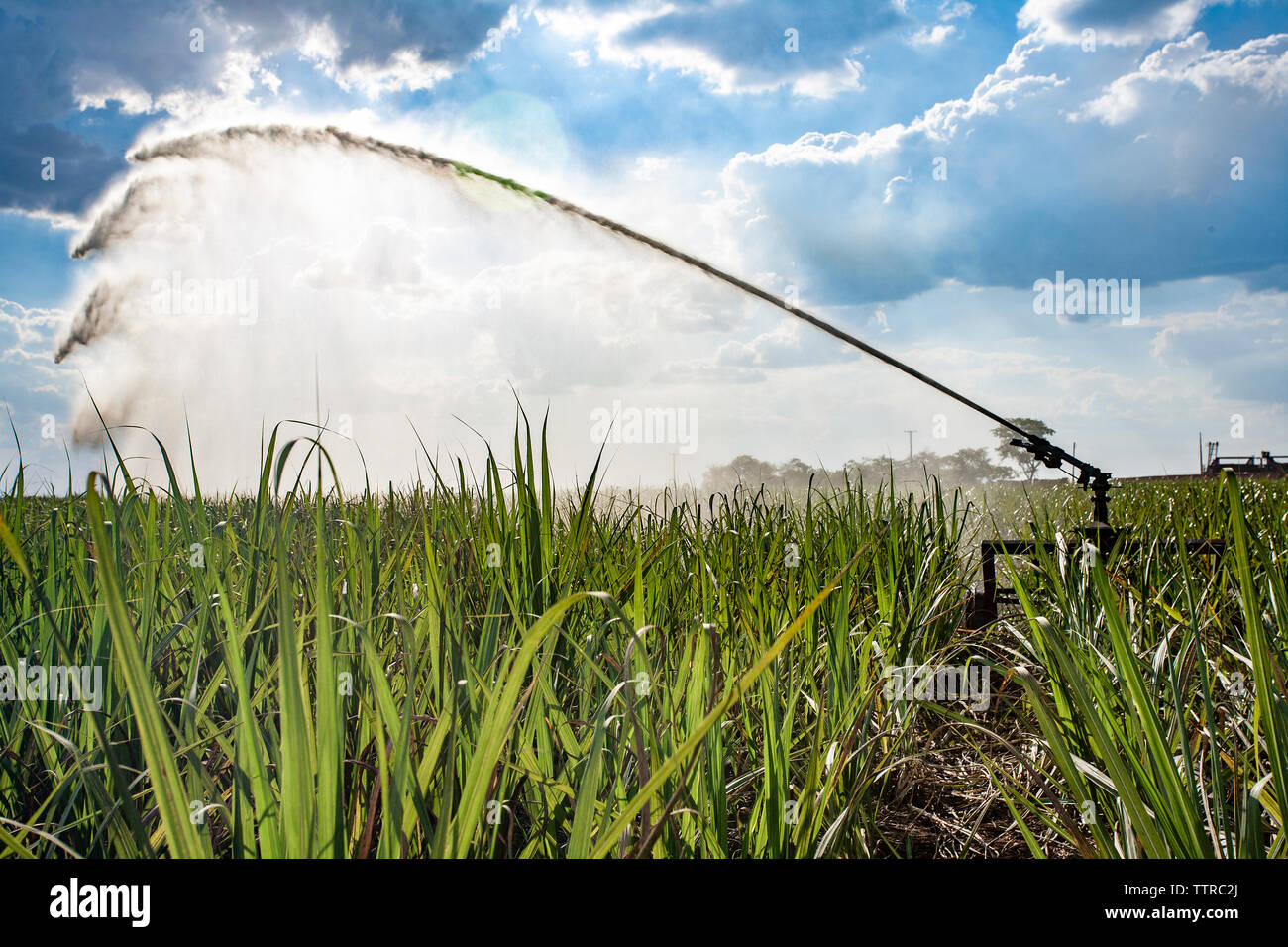 Sprinkler spraying water on sugar cane crops against cloudy sky at farm ...