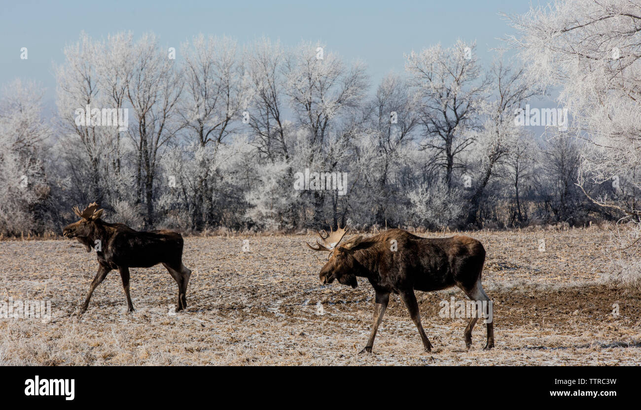 Moose side view hi-res stock photography and images - Alamy