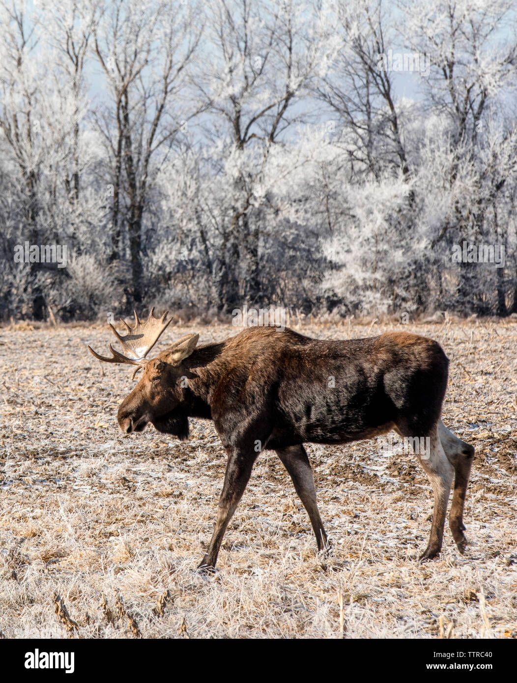 Moose side view hi-res stock photography and images - Alamy
