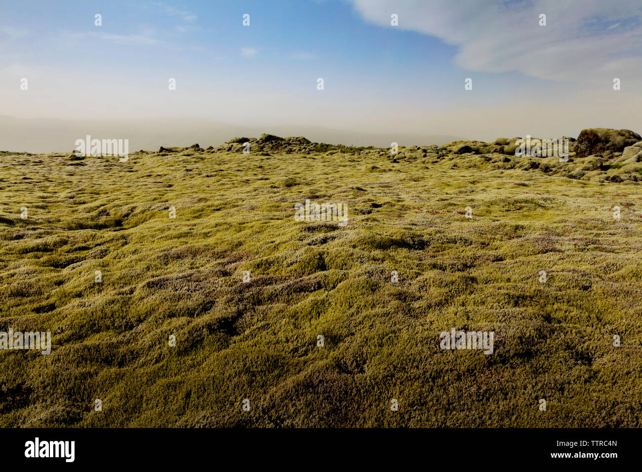 Moss scene hi-res stock photography and images - Alamy