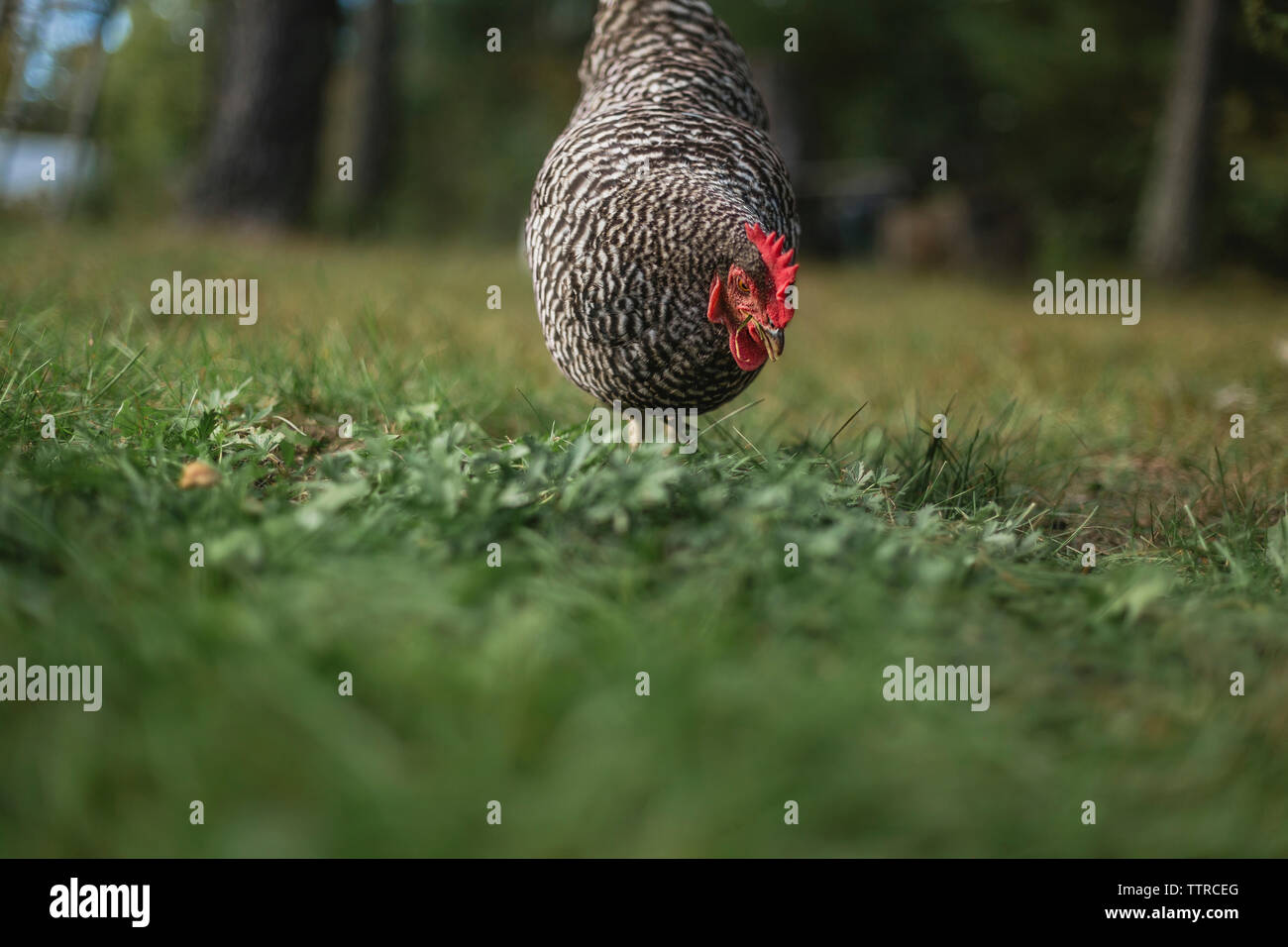 Chicken in grassy field hi-res stock photography and images - Alamy