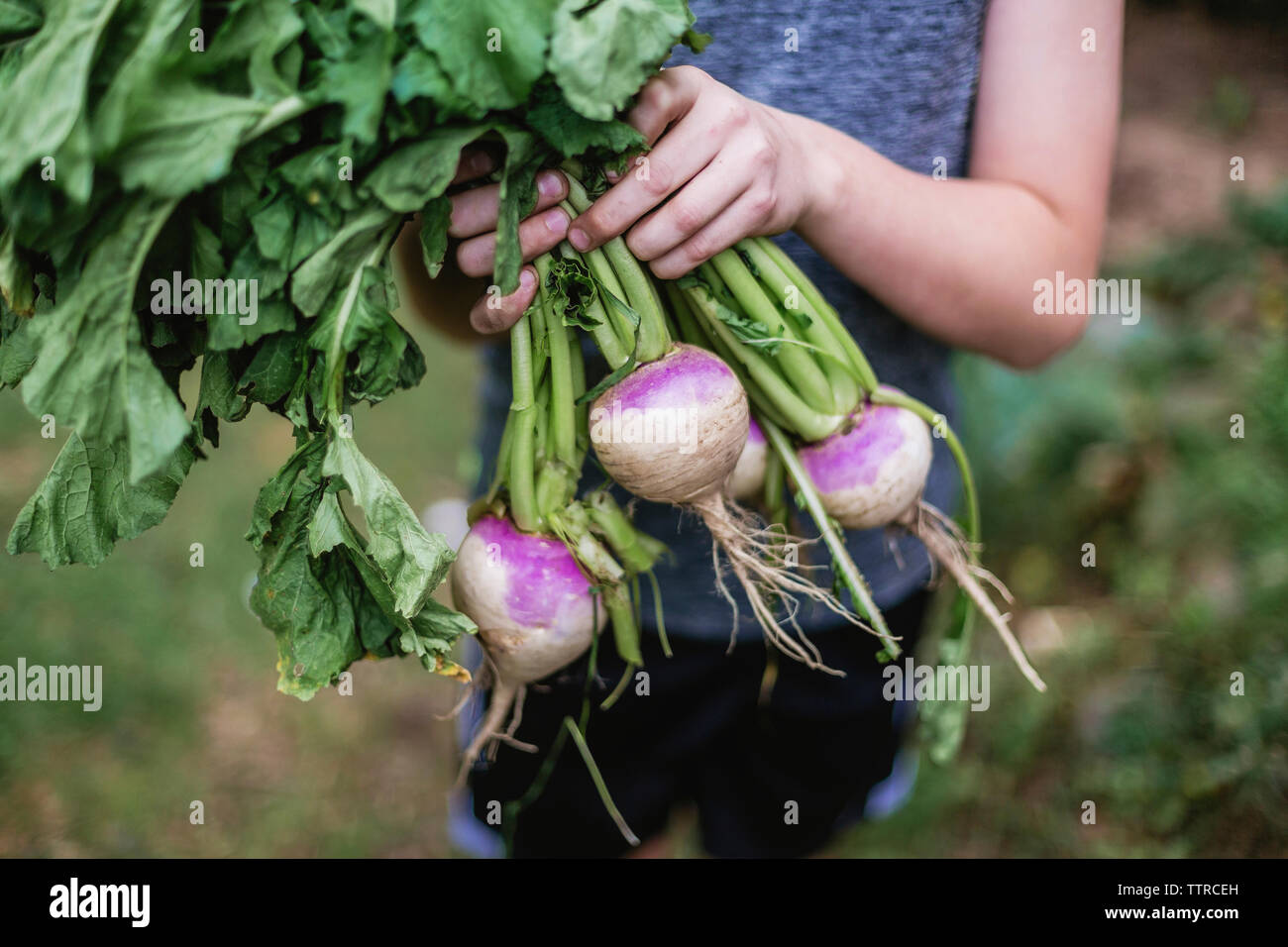 Bunch of turnips hi-res stock photography and images - Alamy