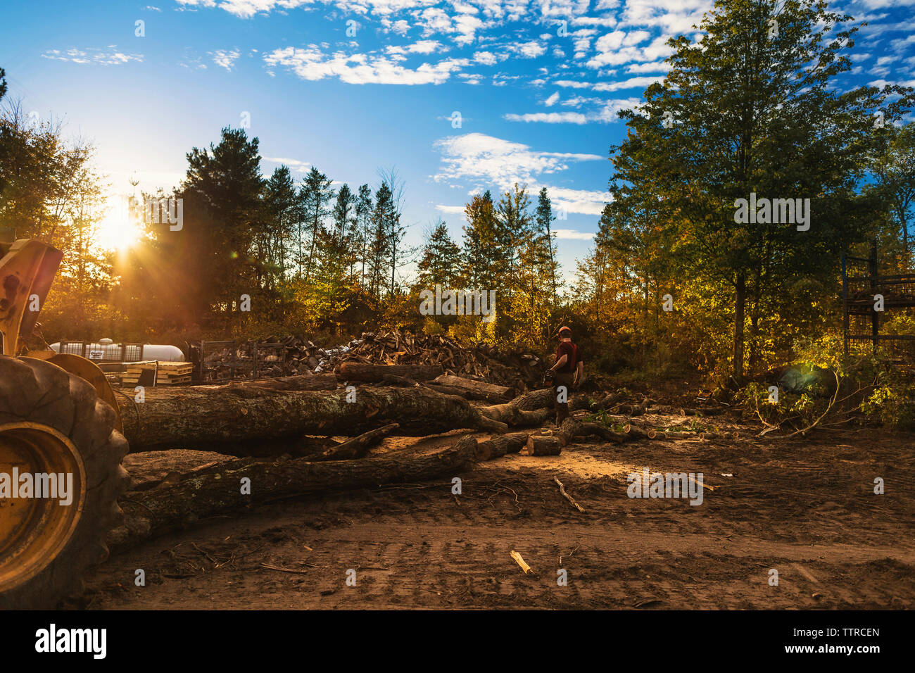 Cutting forest trees hi-res stock photography and images - Alamy
