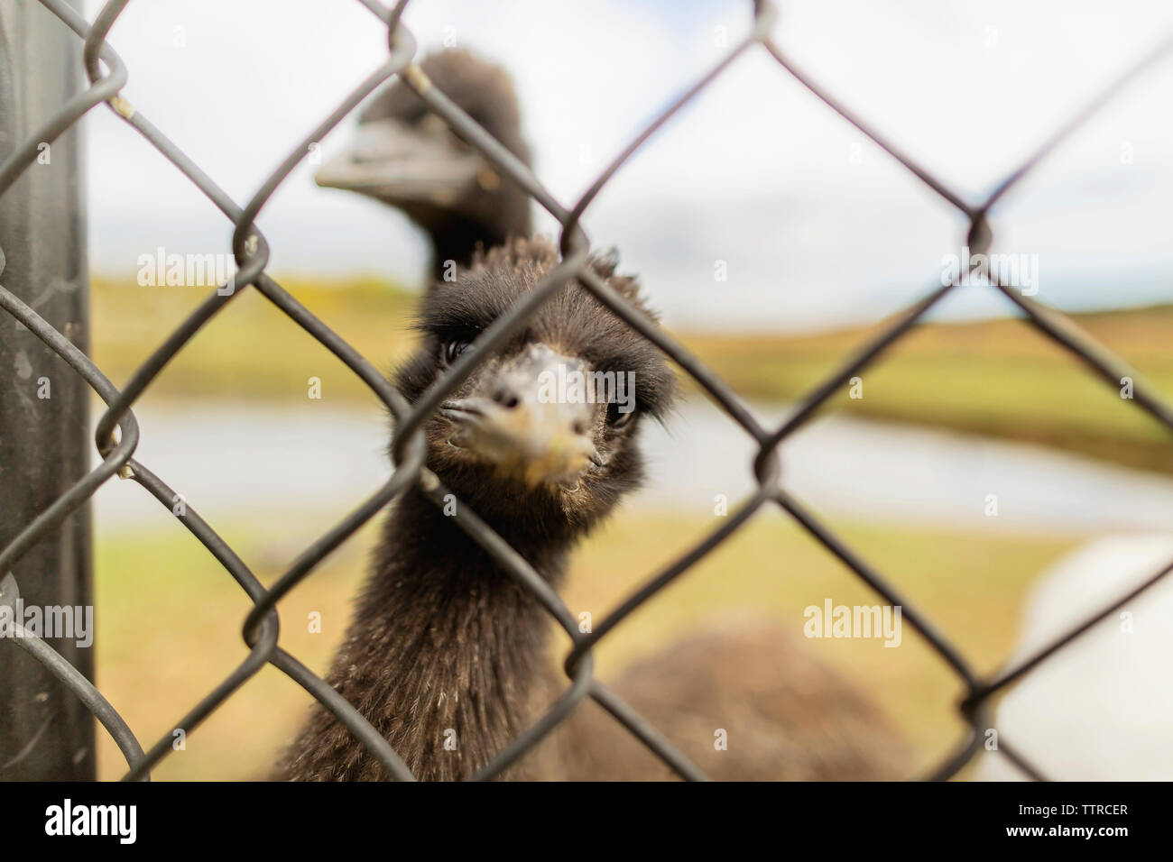 Emus seen through chainlink fence at farm Stock Photo - Alamy