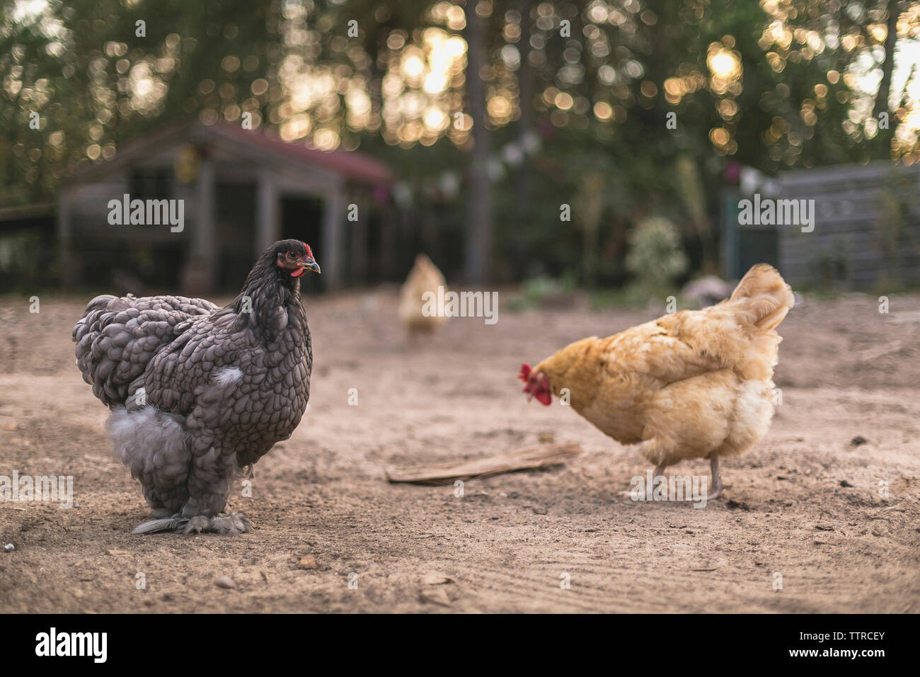 Hens field hi-res stock photography and images - Alamy