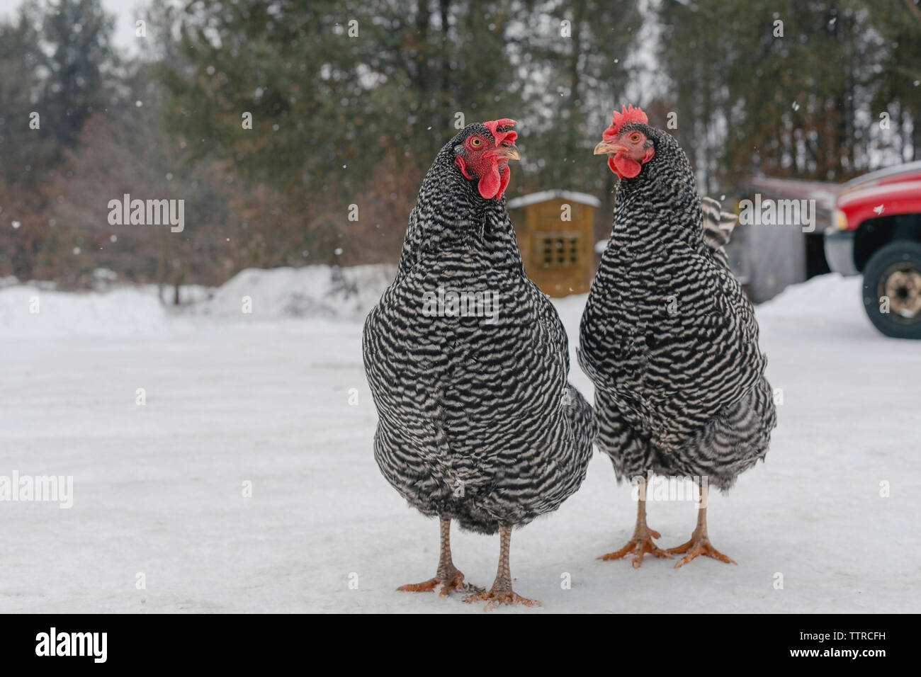 Snow chickens hi-res stock photography and images - Alamy