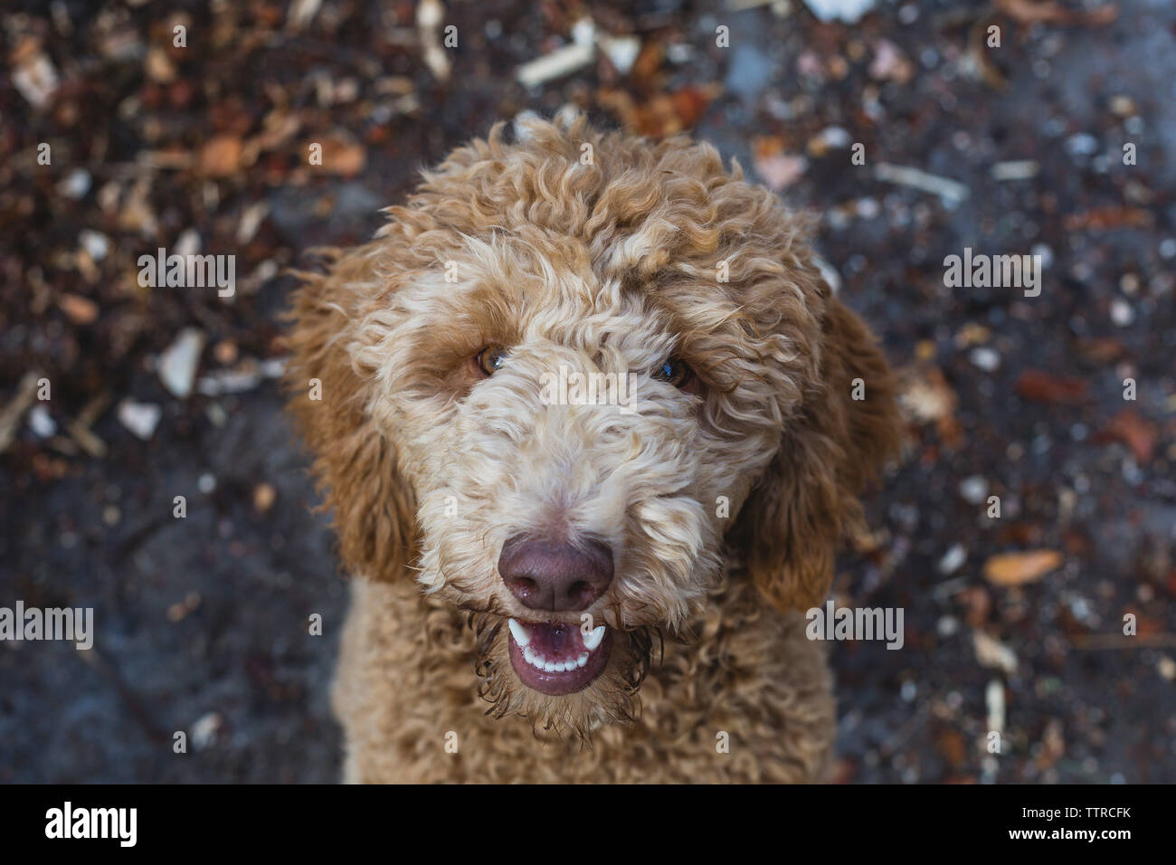 Portrait of Labradoodle on road Stock Photo - Alamy