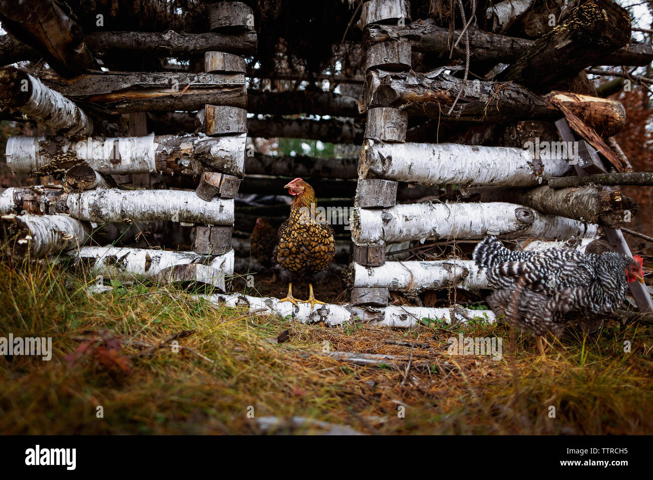 Farm chickens hi-res stock photography and images - Alamy