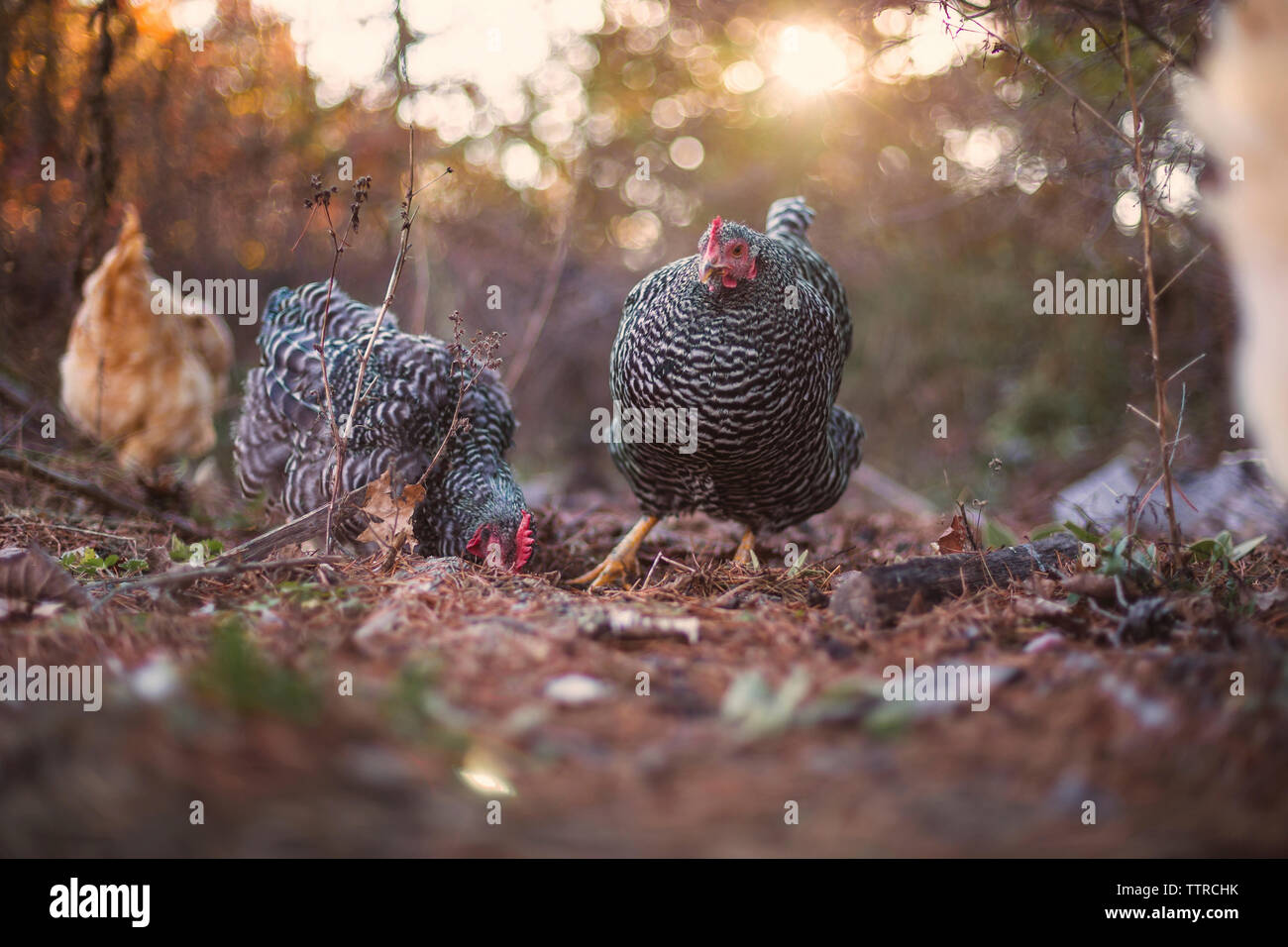 Hens on field in farm Stock Photo - Alamy
