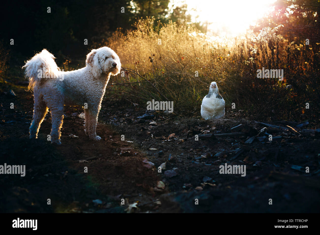 Standing poodle hi-res stock photography and images - Alamy