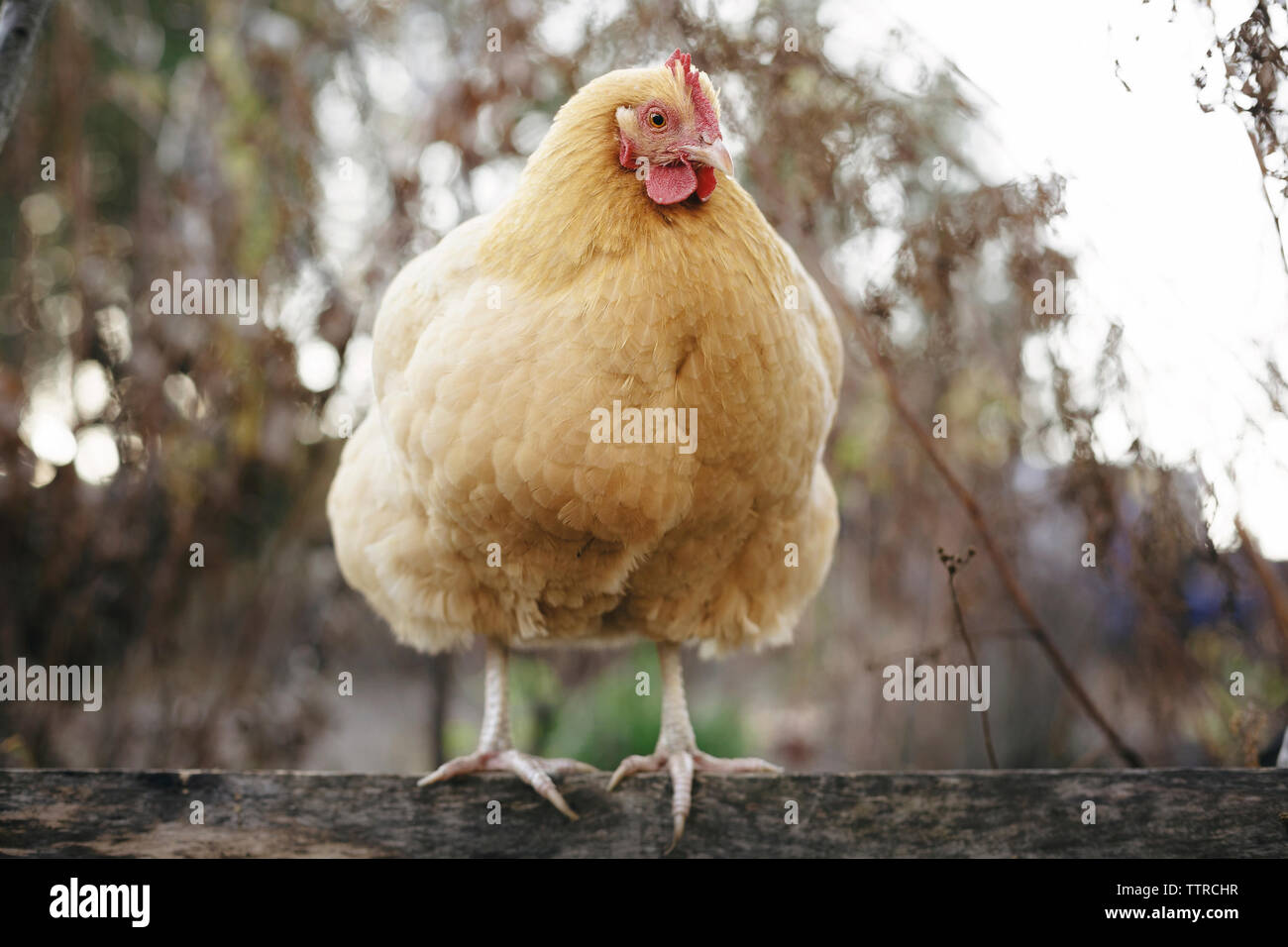 Close-up of chicken on wooden railing Stock Photo - Alamy