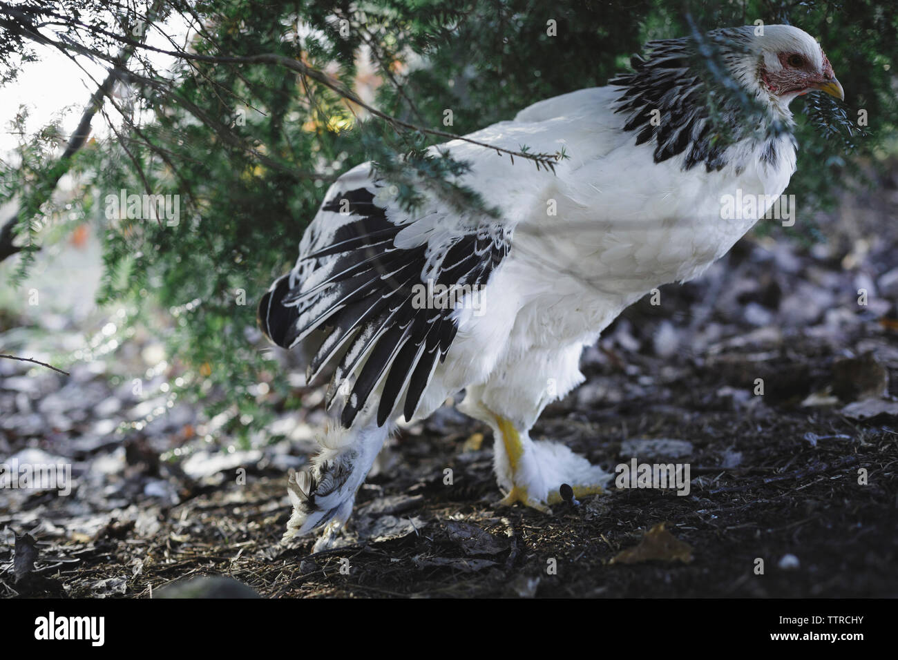 Side profile chicken hi-res stock photography and images - Alamy