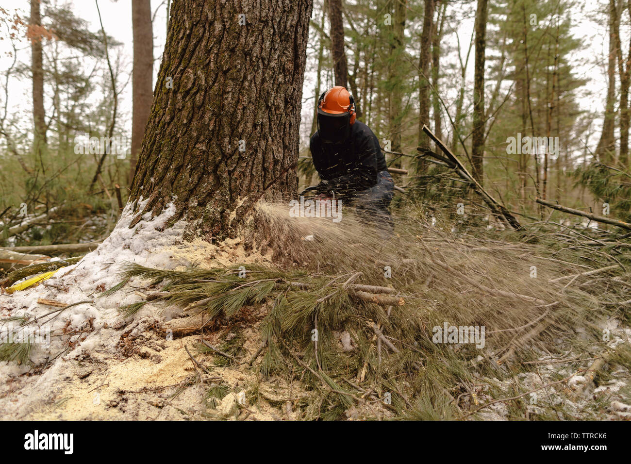Lumberjack sawing tree in forest Stock Photo - Alamy