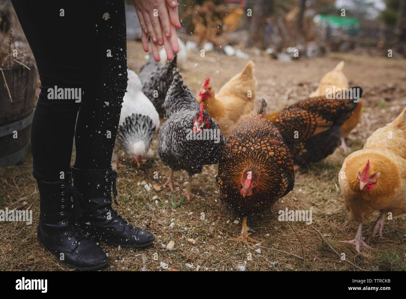 Low section of girl standing by hens on field in farm Stock Photo - Alamy