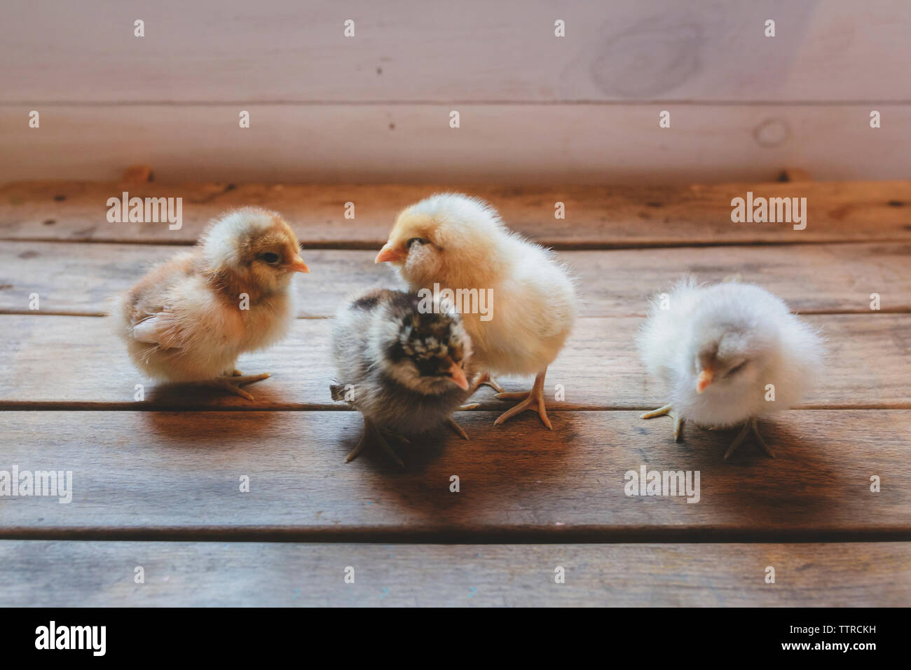 Baby chickens hi-res stock photography and images - Alamy