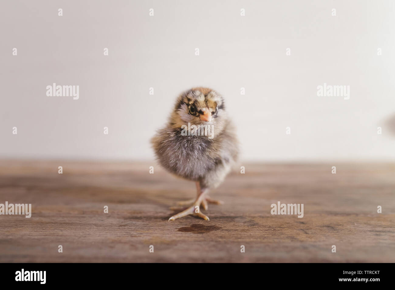 Baby chicken standing hi-res stock photography and images - Alamy