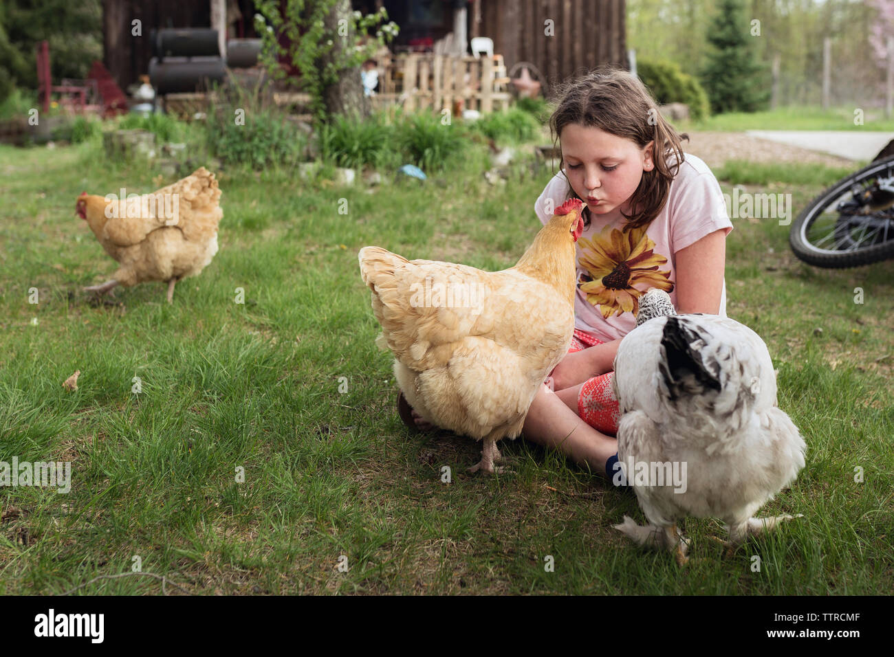 Girl playing with hens while sitting in yard Stock Photo - Alamy