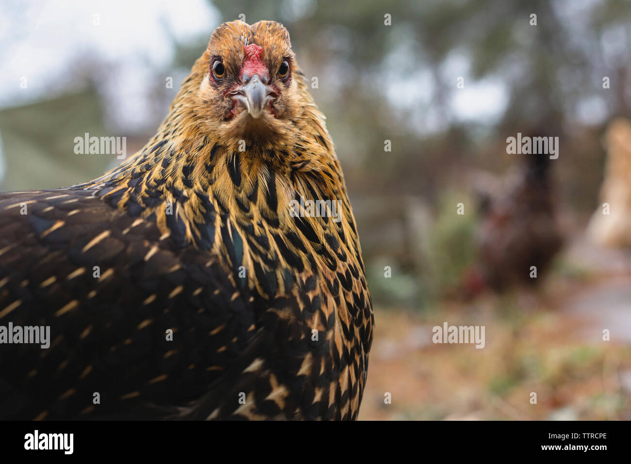 Hen portrait hi-res stock photography and images - Alamy