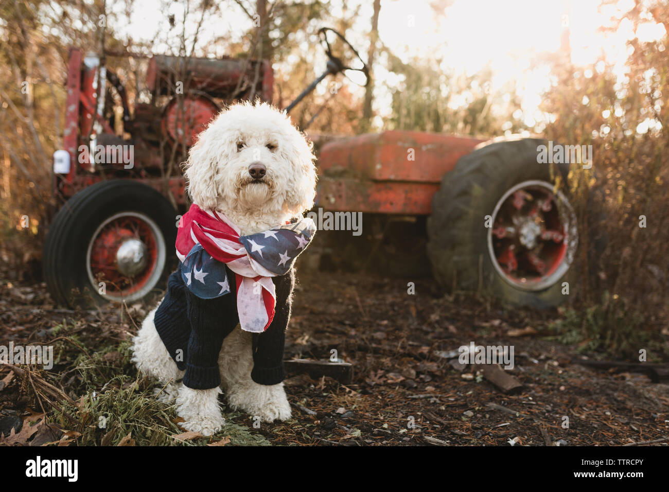American flag scarf hi-res stock photography and images - Alamy