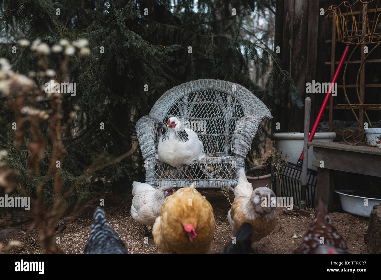 Farm chair hi-res stock photography and images - Alamy