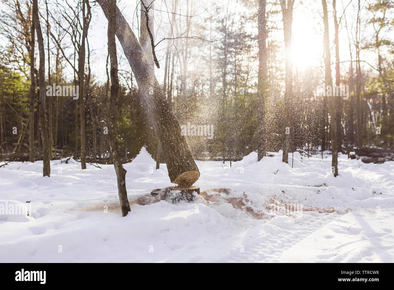 Tree snow falling hi-res stock photography and images - Alamy