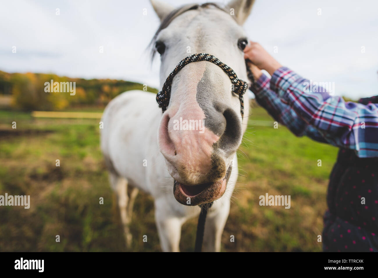 close up of horse making funny face Stock Photo - Alamy