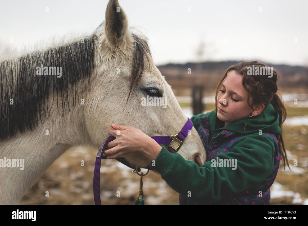 teen girl putting halter on white horse Stock Photo - Alamy