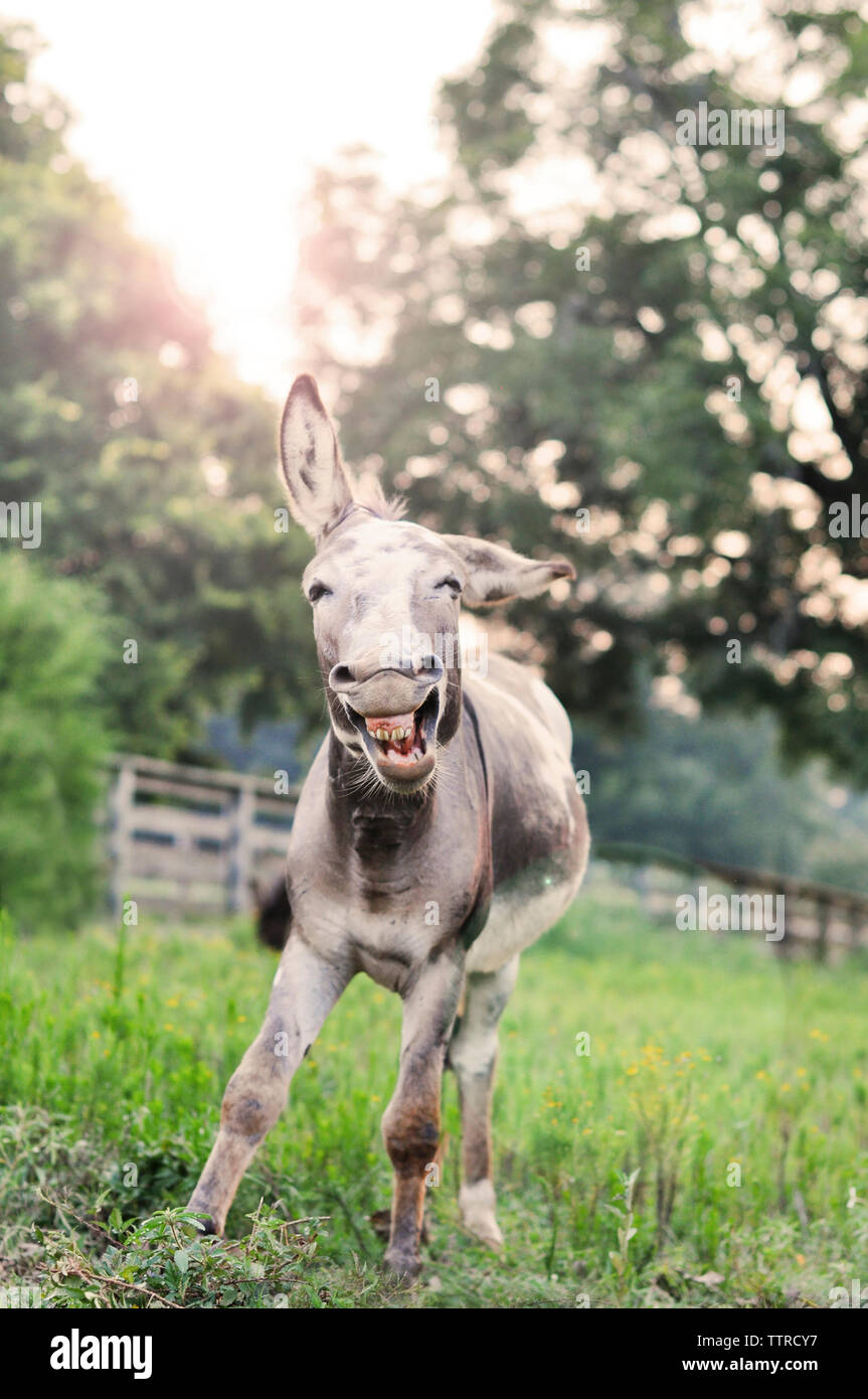 Donkey running on grassy field against trees at farm Stock Photo - Alamy