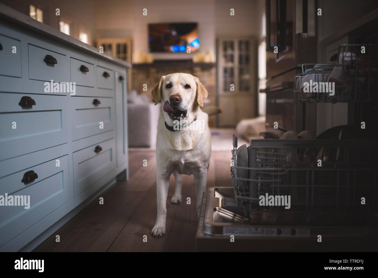 Portrait of Labrador Retriever sticking out tongue while standing on ...