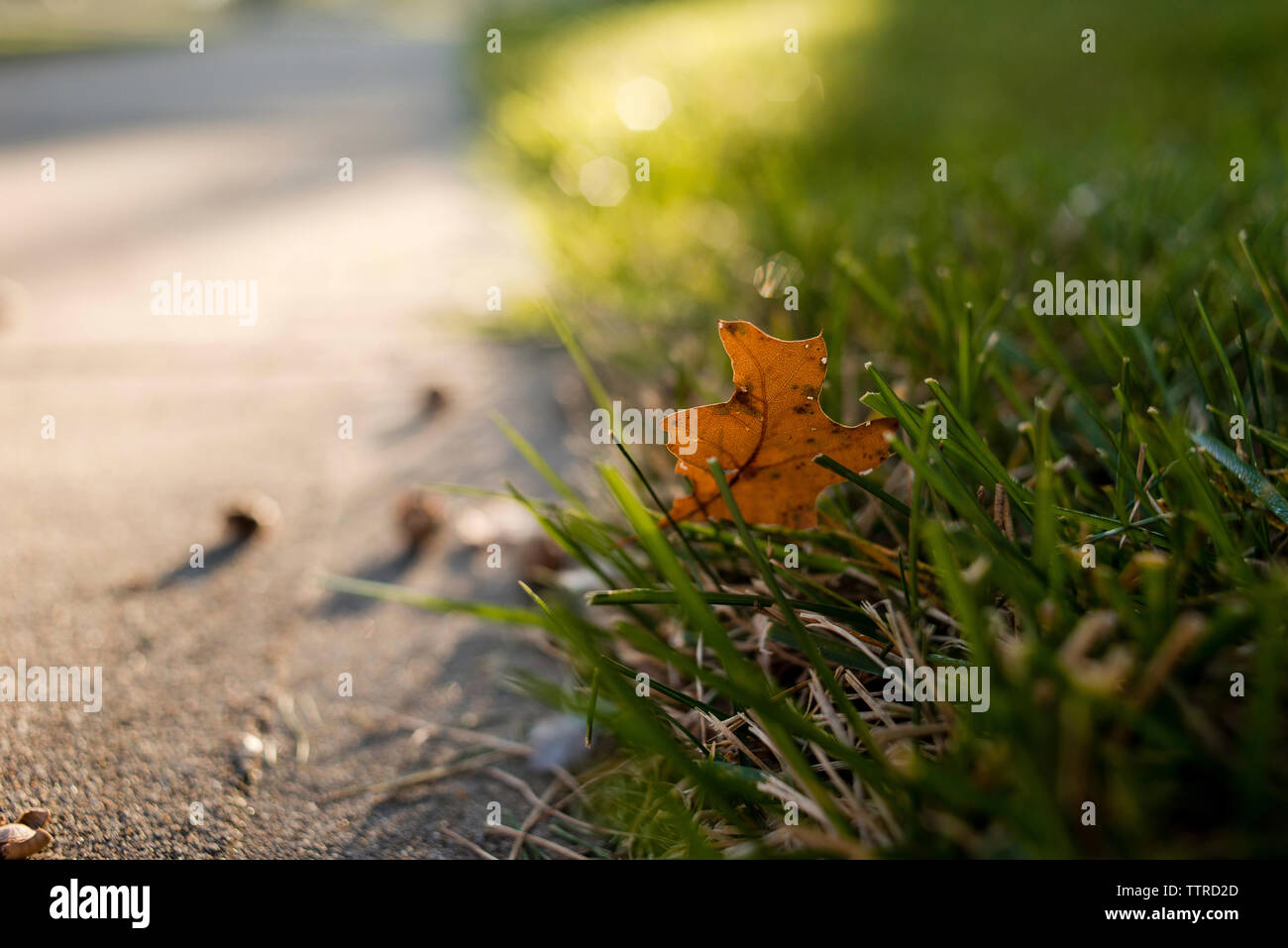 Field maple leaf hi-res stock photography and images - Alamy