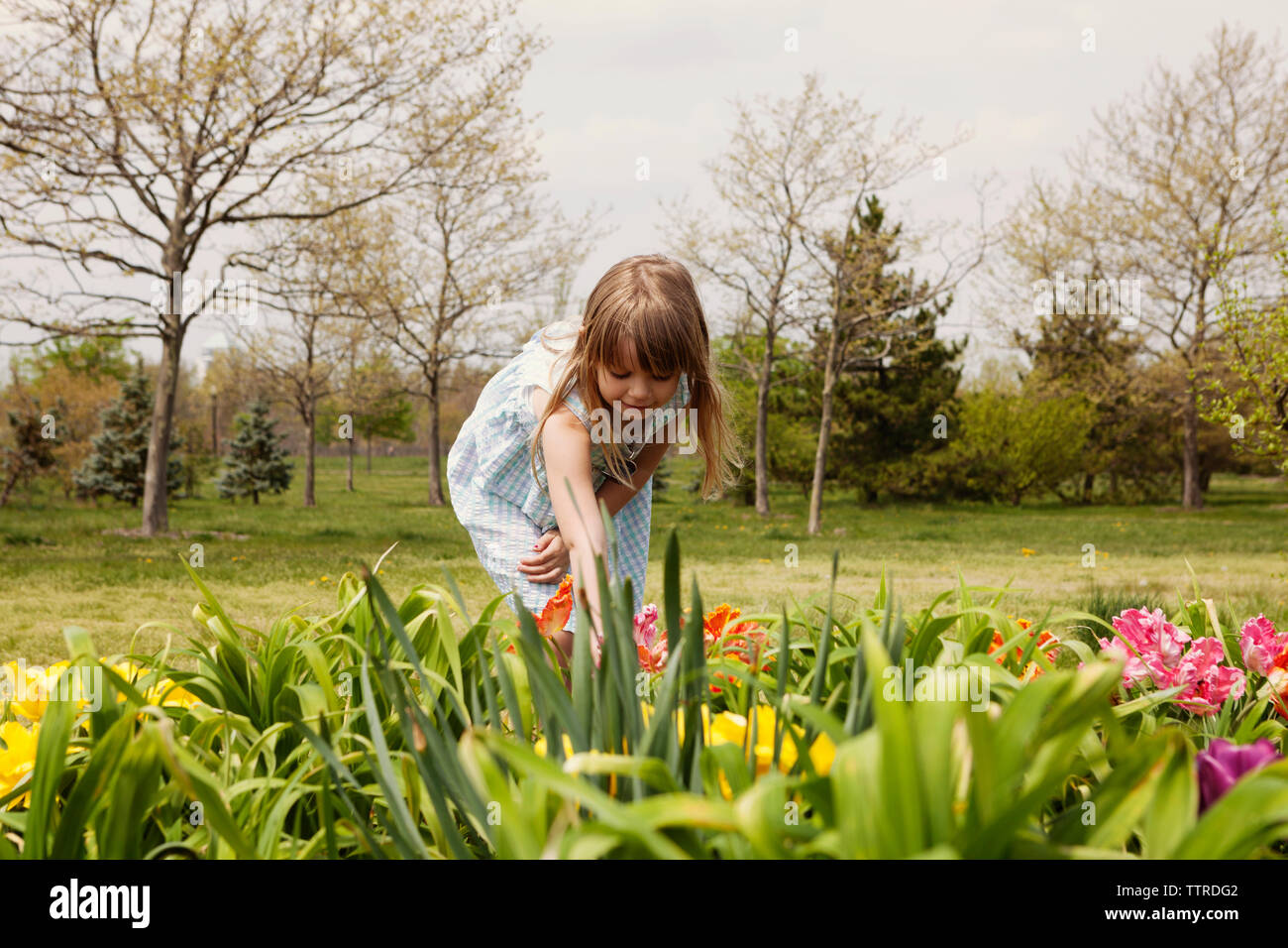 Cute girl picking fresh flowers from field Stock Photo - Alamy
